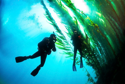 Cours Padi Plongeur eau libre Niveau 1 – shop plongée nautilus Cours Padi Plongeur eau libre Niveau 1 – shop plongée nautilus